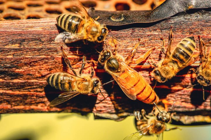 Queen Bee: Facts & Curiosities of the Queen Honey Bee Queen Bee: Facts & Curiosities of the Queen Honey Bee